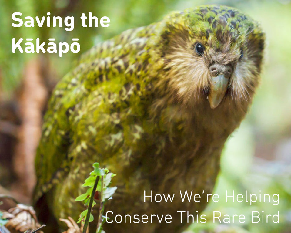 How We’re Helping the Endangered Bird That Inspired a Meme – STUDIOCULT